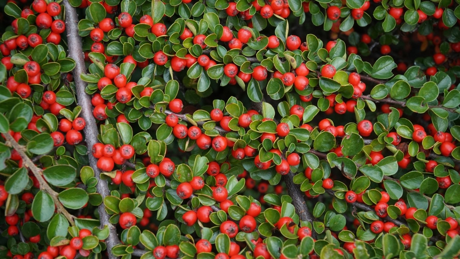 25 Best Plants For Dry Shade Gardens