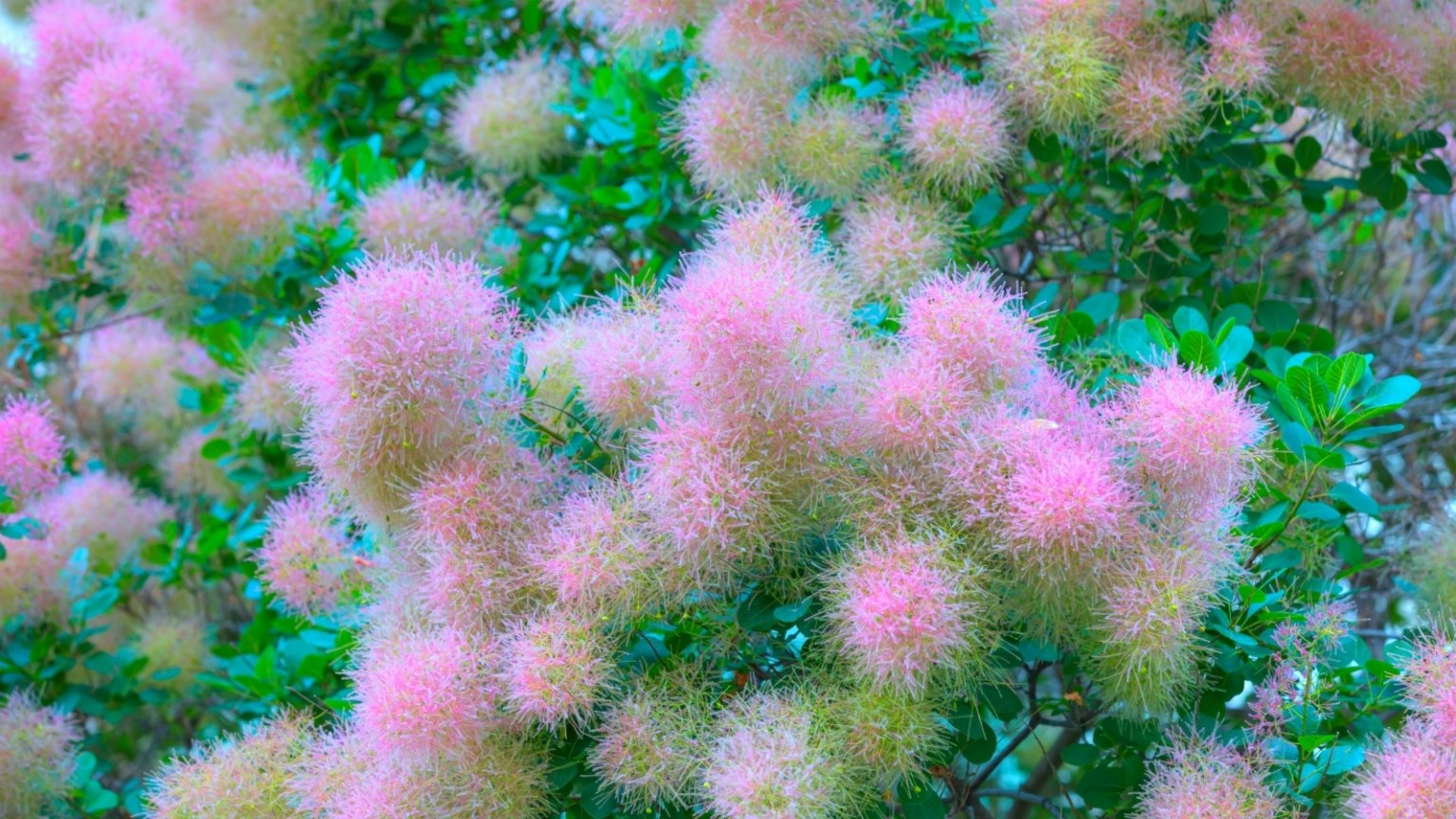 How to Plant, Grow, and Care for Smoke Trees