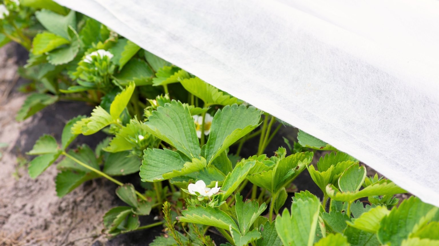 Strawberry Growth Stages: How Fast do Strawberries Grow?