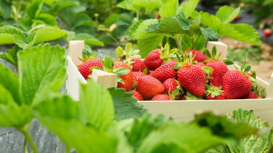 7 Benefits of Removing Strawberry Runners