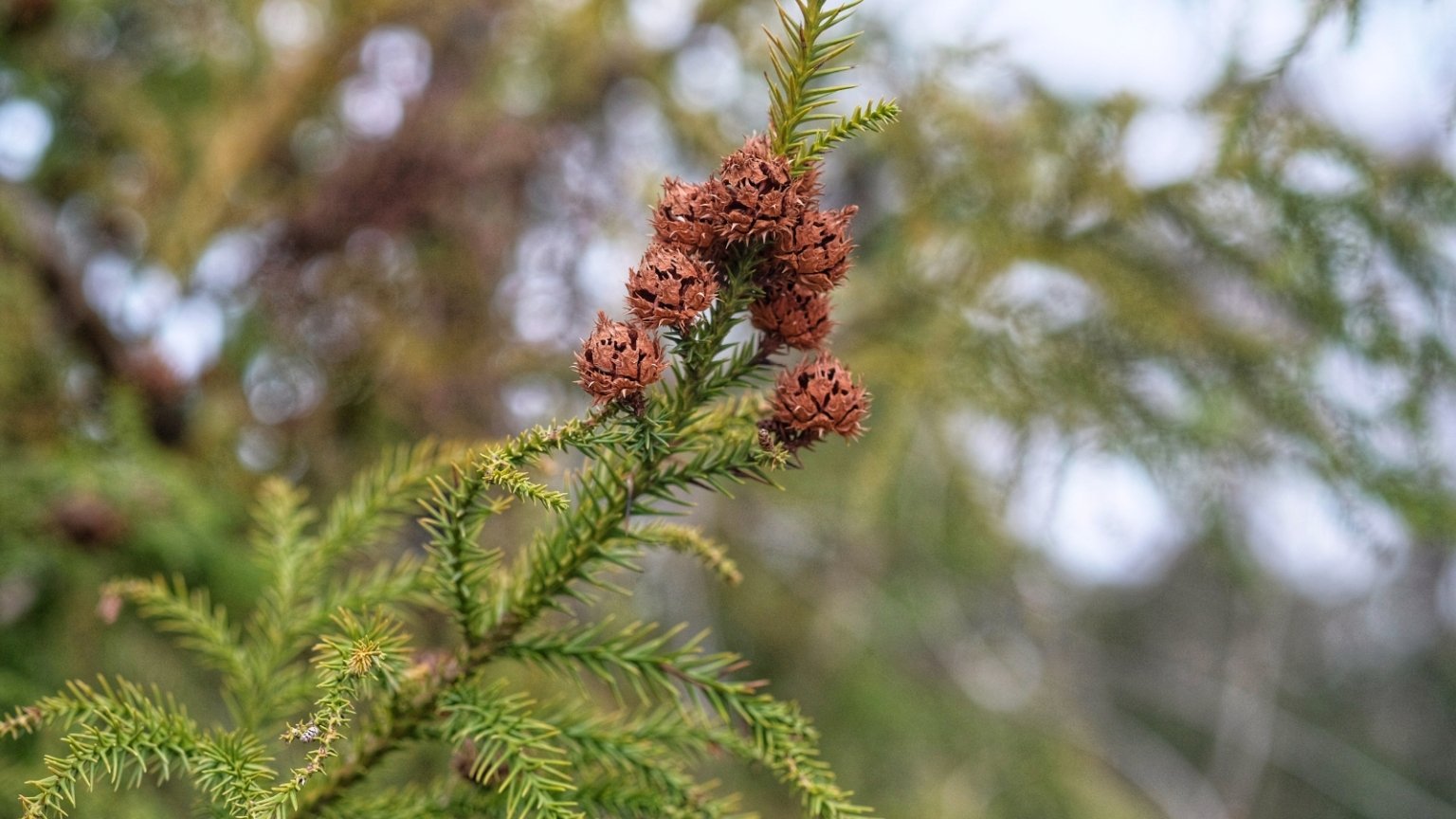 25 Types of Conifers for Home Landscapes