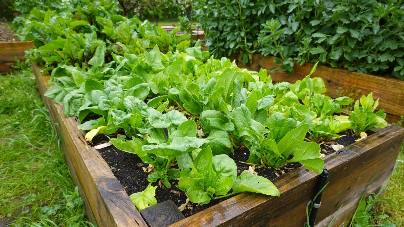 27 Easy-to-Grow Vegetables for Raised Beds