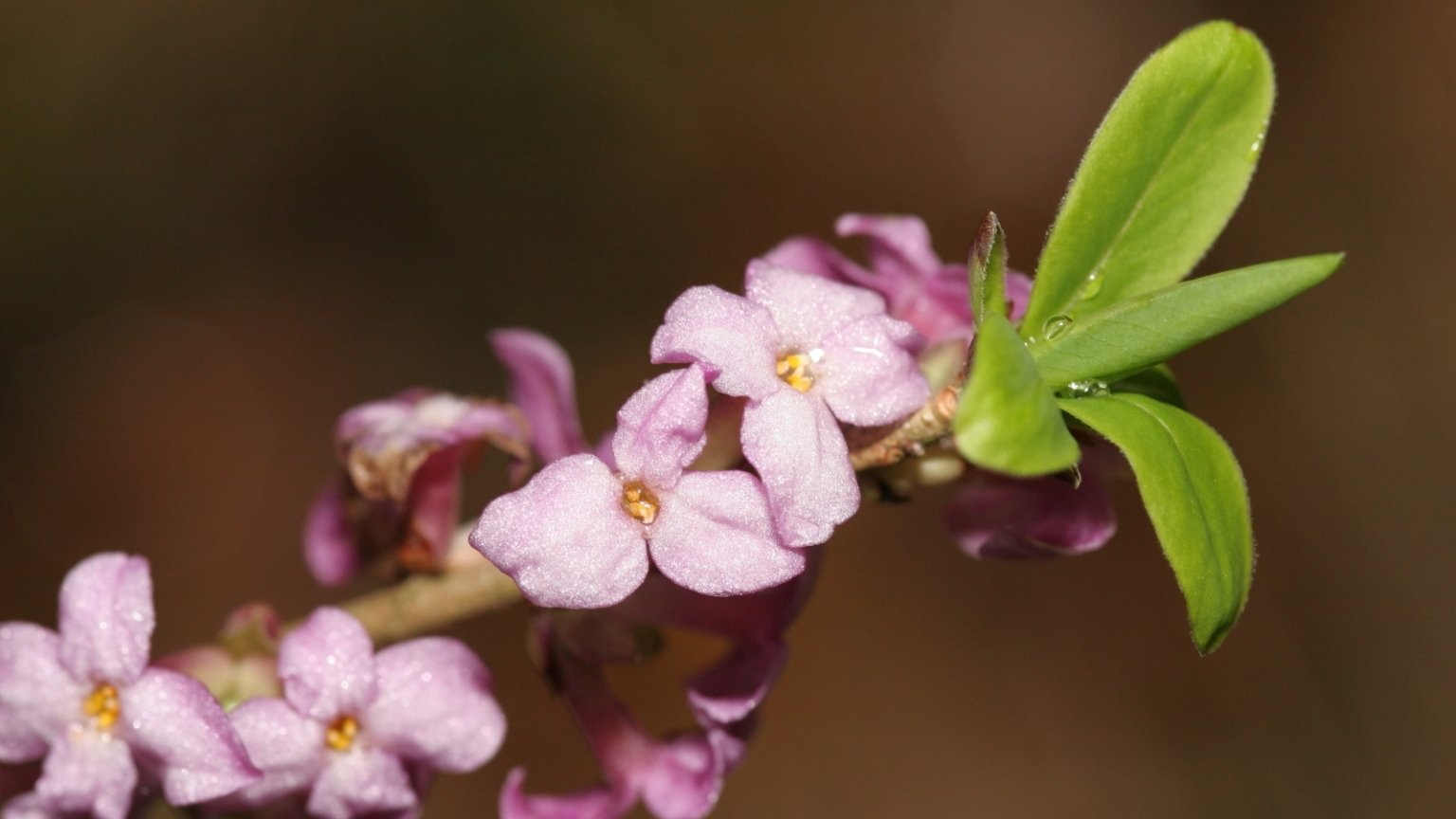 How to Plant, Grow, and Care For Daphne Shrubs