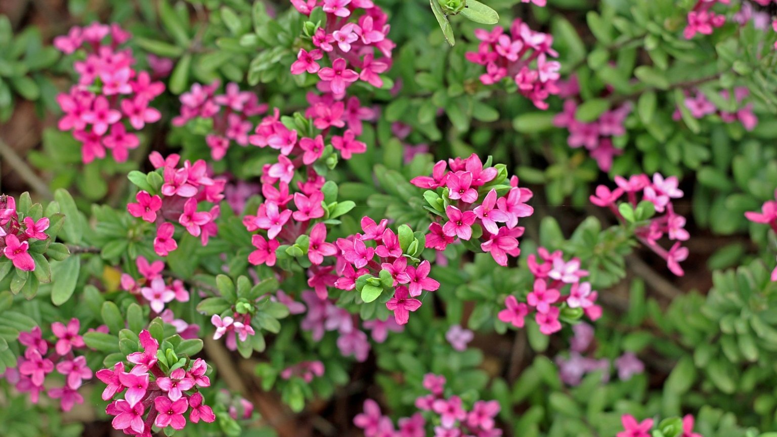 9 Flowering Daphne Varieties For Your Landscape