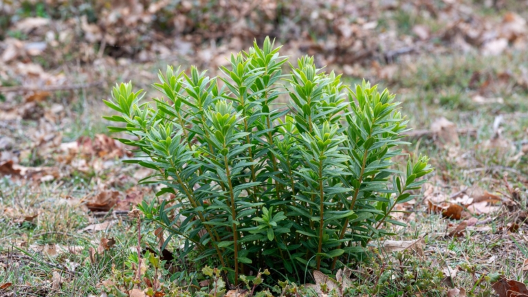 How to Plant, Grow, and Care for Winter Daphne