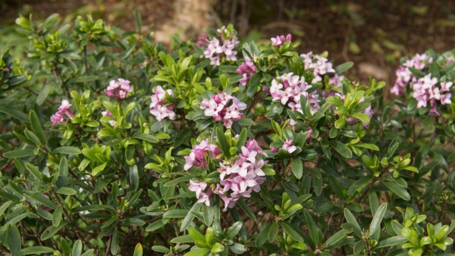 How to Plant, Grow, and Care For Daphne Shrubs