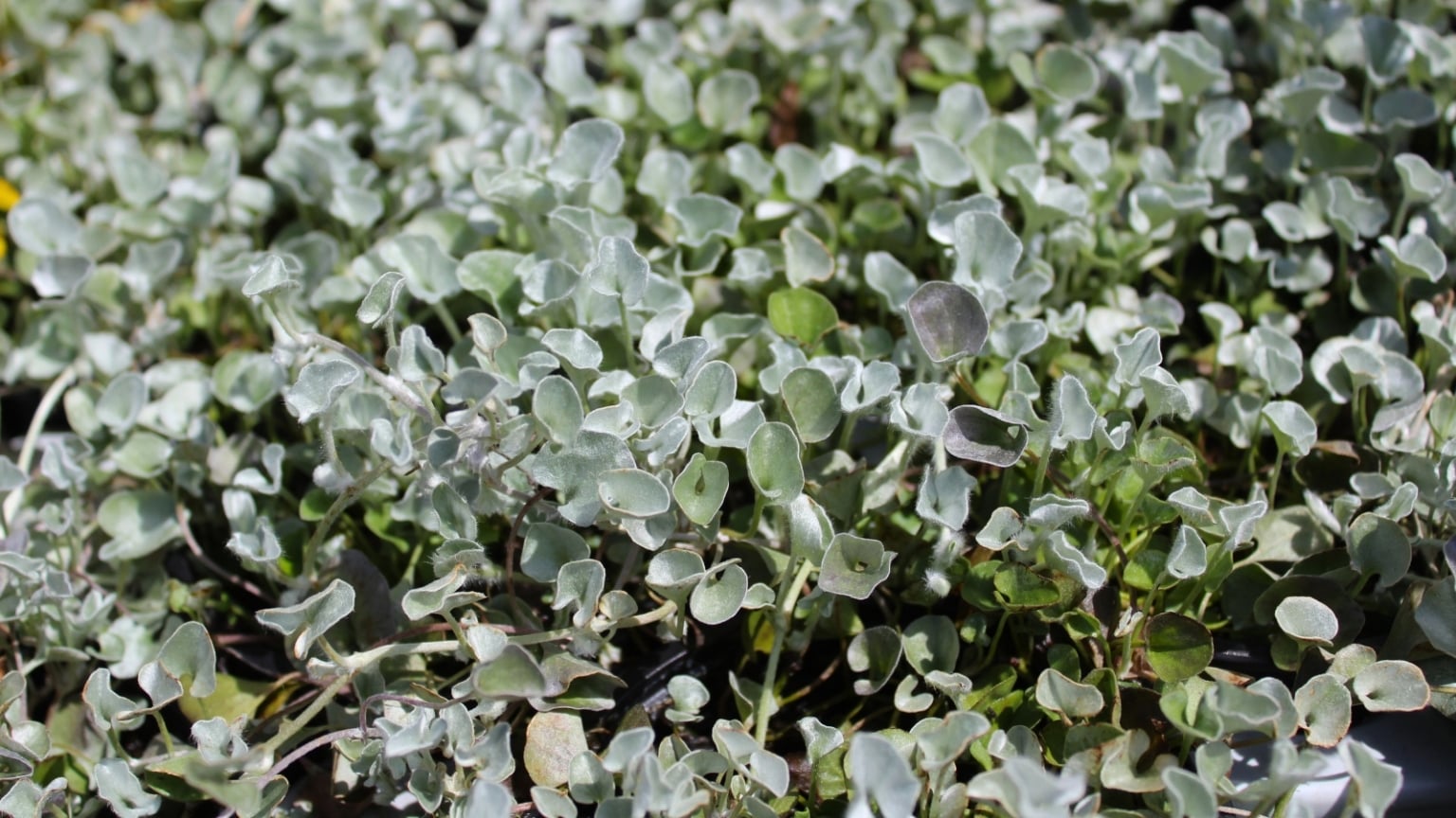 17 Garden Plants With a Silver Sheen