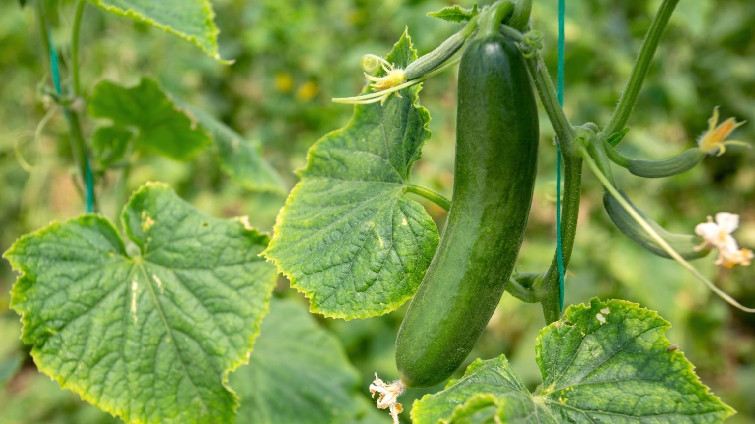 8 Disease-Resistant Cucumber Varieties for Home Gardeners
