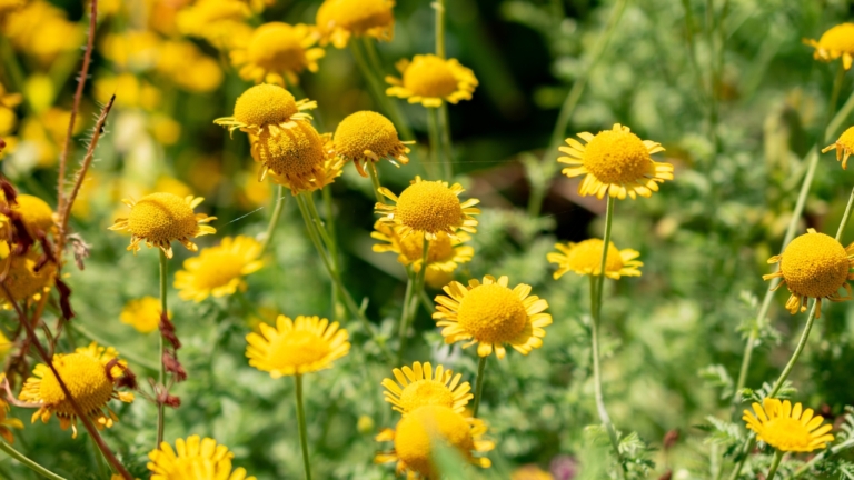 5 Types of Chamomile for Your Garden