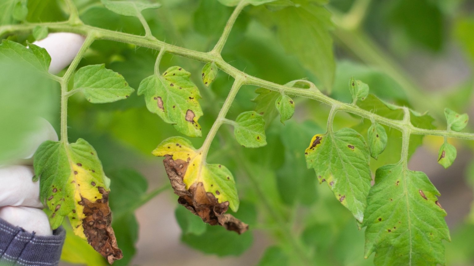 23 Common Garden Diseases and How to Treat Them