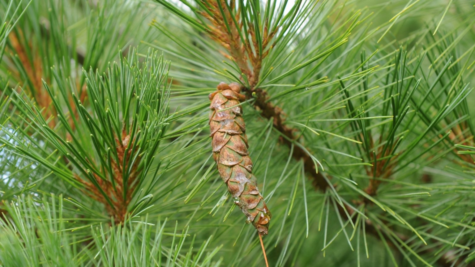 Pine Tree Growth Rates: How Fast do Pine Trees Grow?