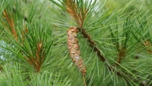 Pine Tree Growth Rates: How Fast do Pine Trees Grow?