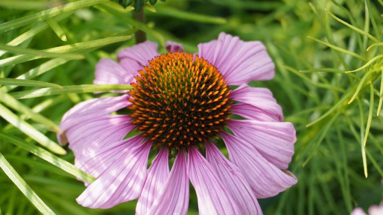 13 Beautiful Perennials for Pacific Northwest Gardens