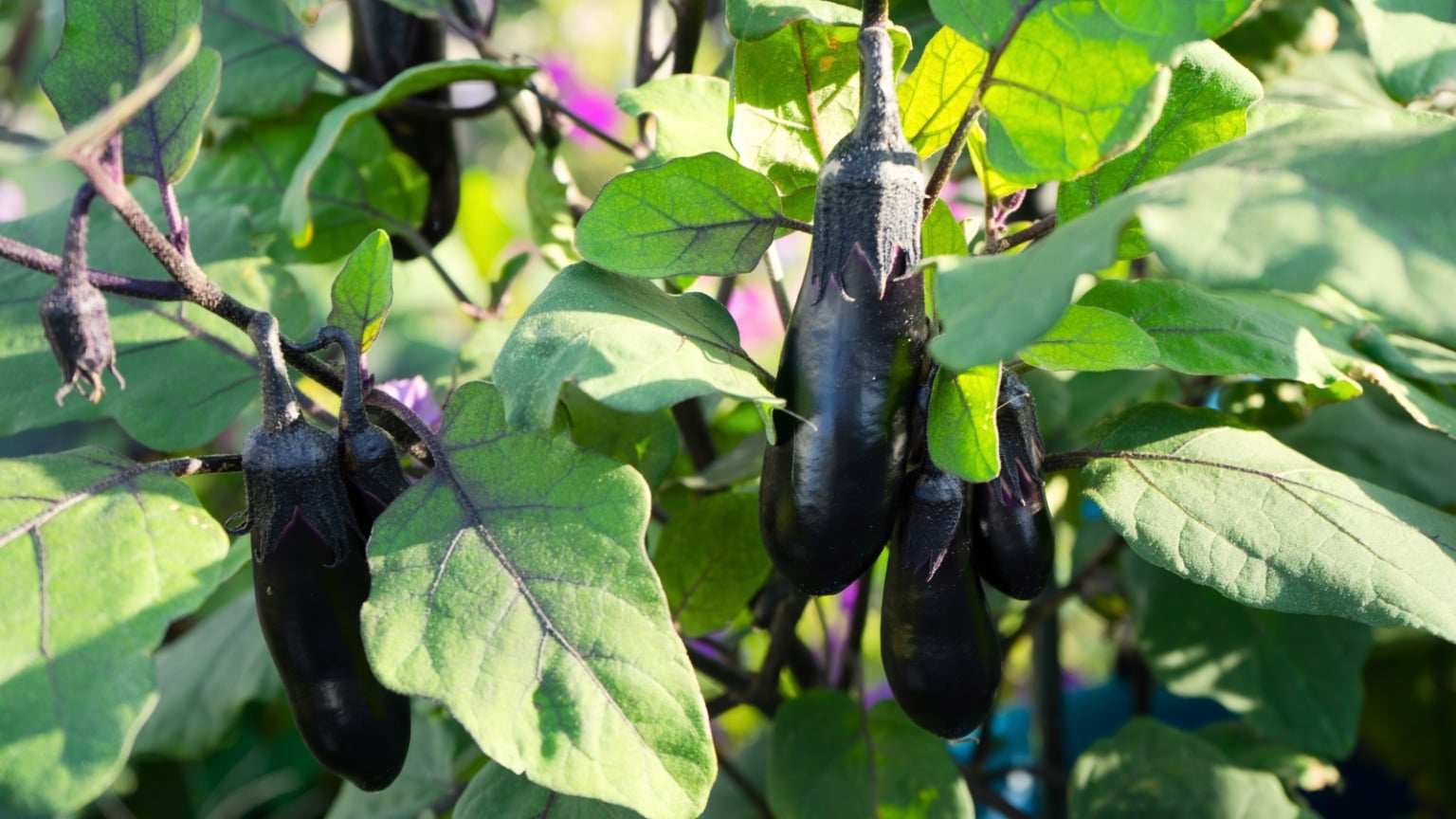 17 Vegetables to Plant in June