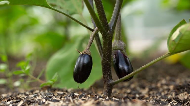 How to Plant, Grow, and Care for Eggplant