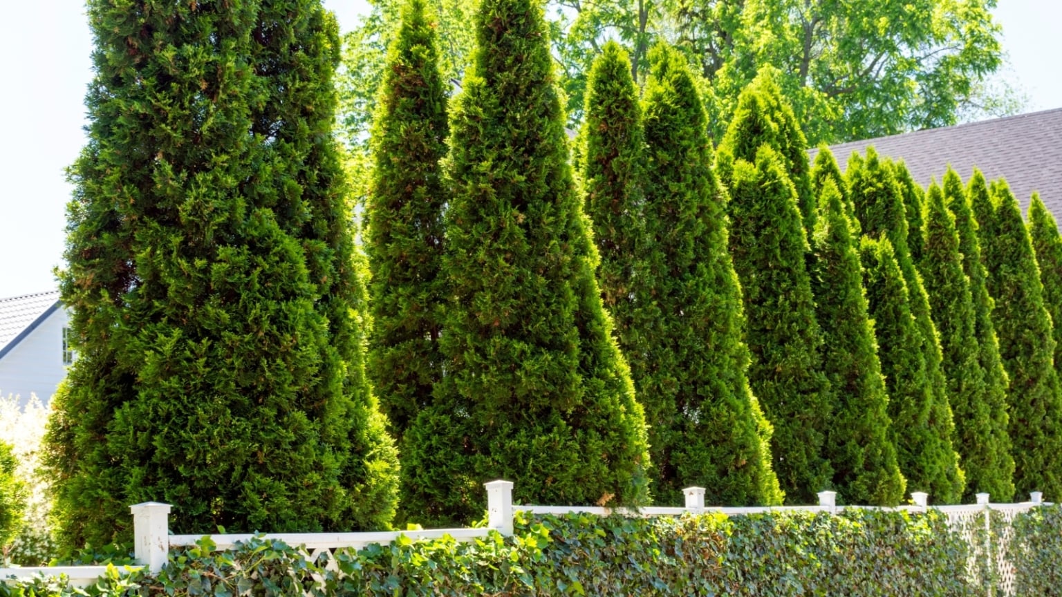 Which Plants Grow Under Cedar Trees? 17 Plants to Try