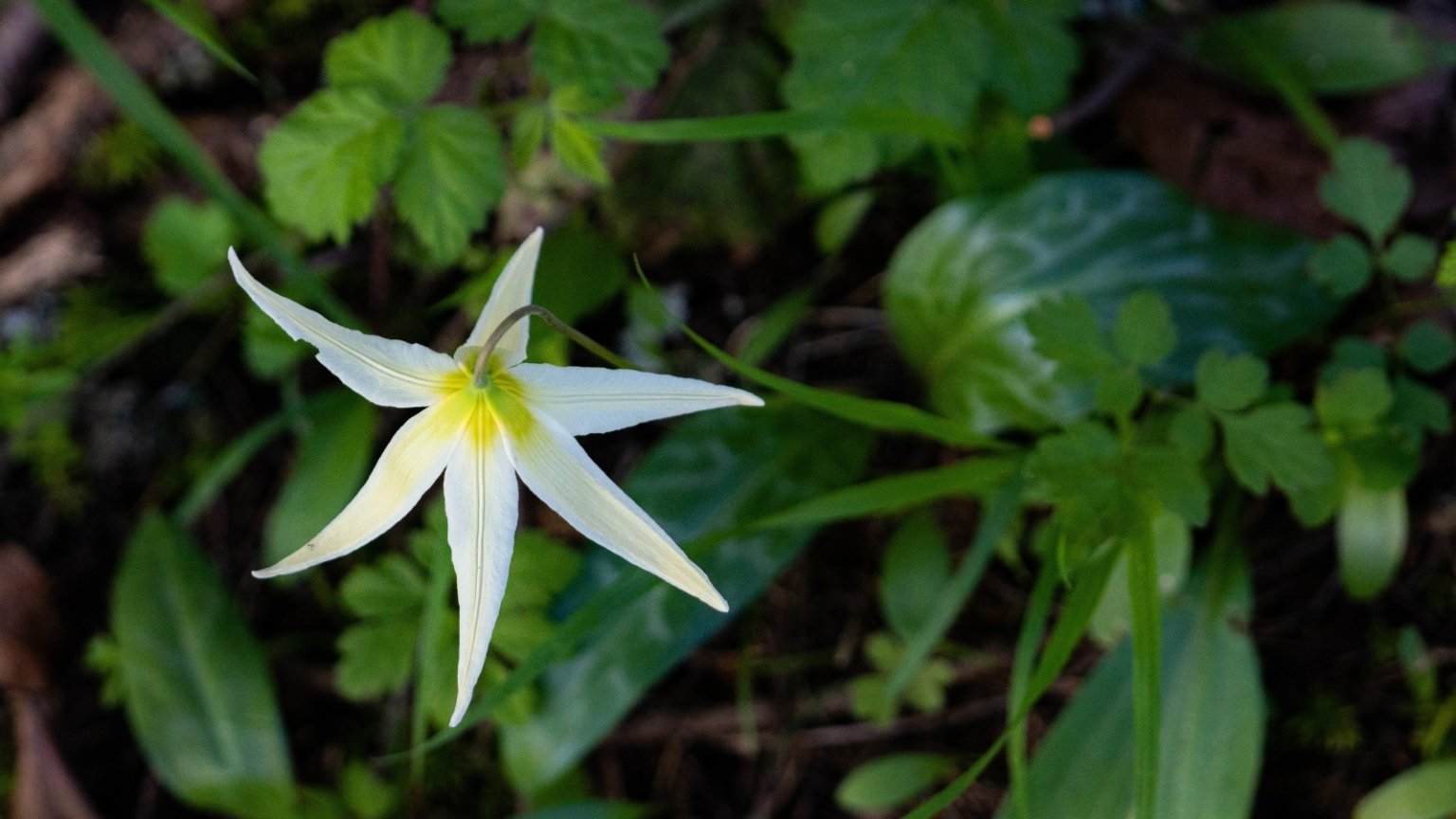 21 Oregon Native Wildflowers