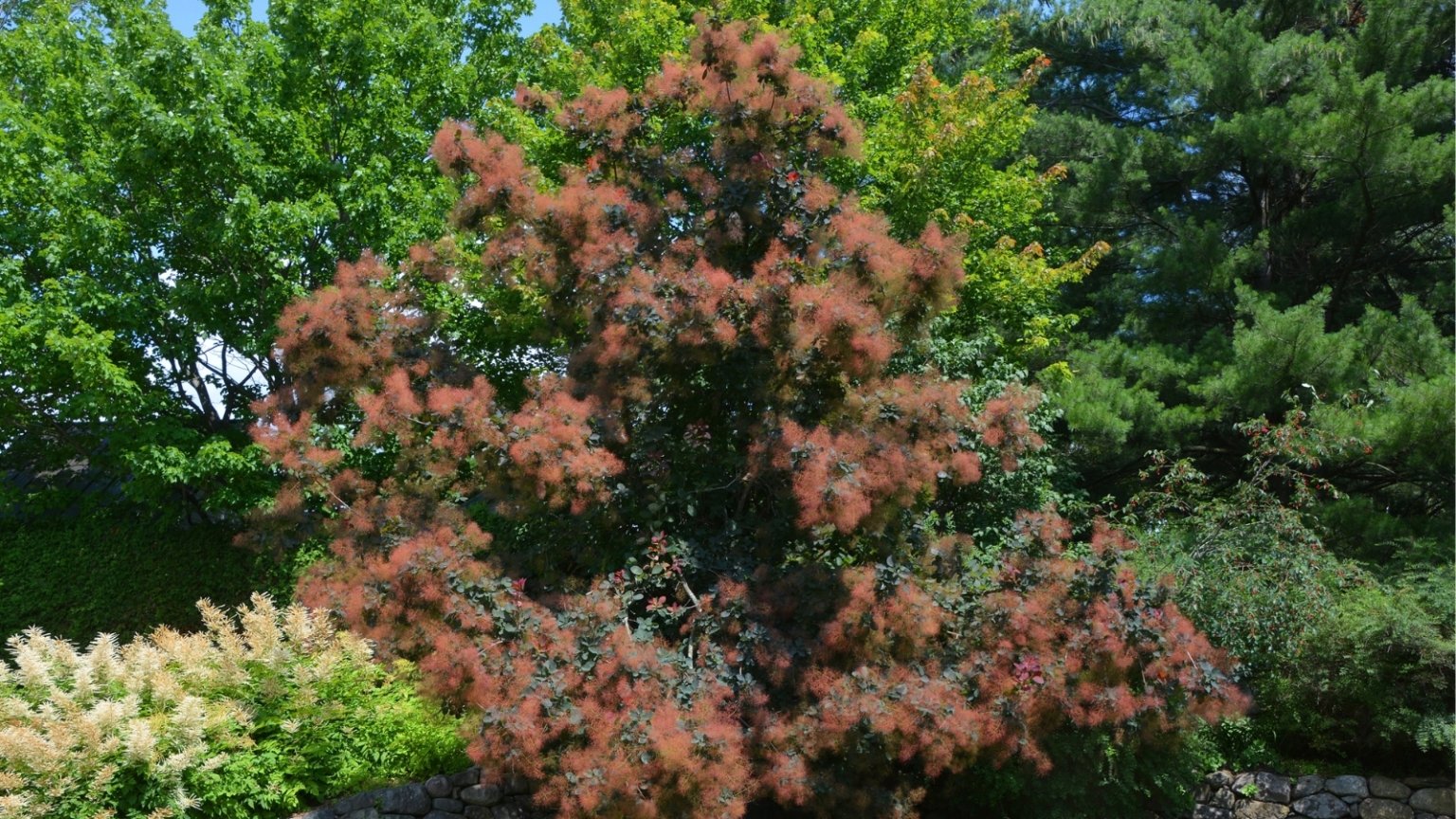 How to Plant, Grow, and Care for Smoke Trees