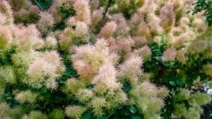 How to Plant, Grow, and Care for Smoke Trees