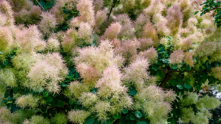 How to Plant, Grow, and Care for Smoke Trees
