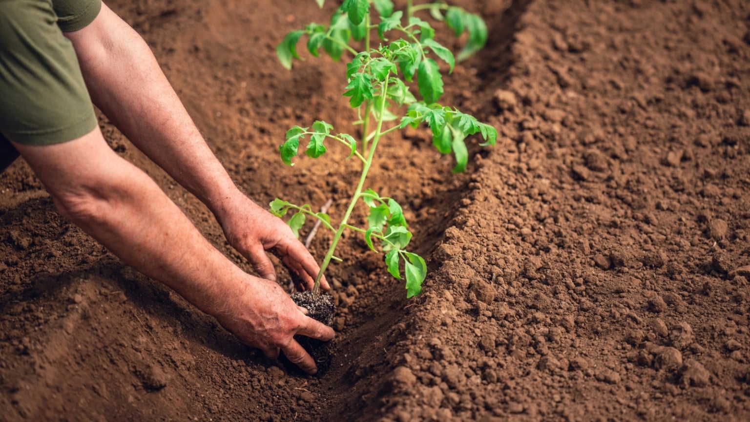 How Deep Should You Plant Tomatoes?