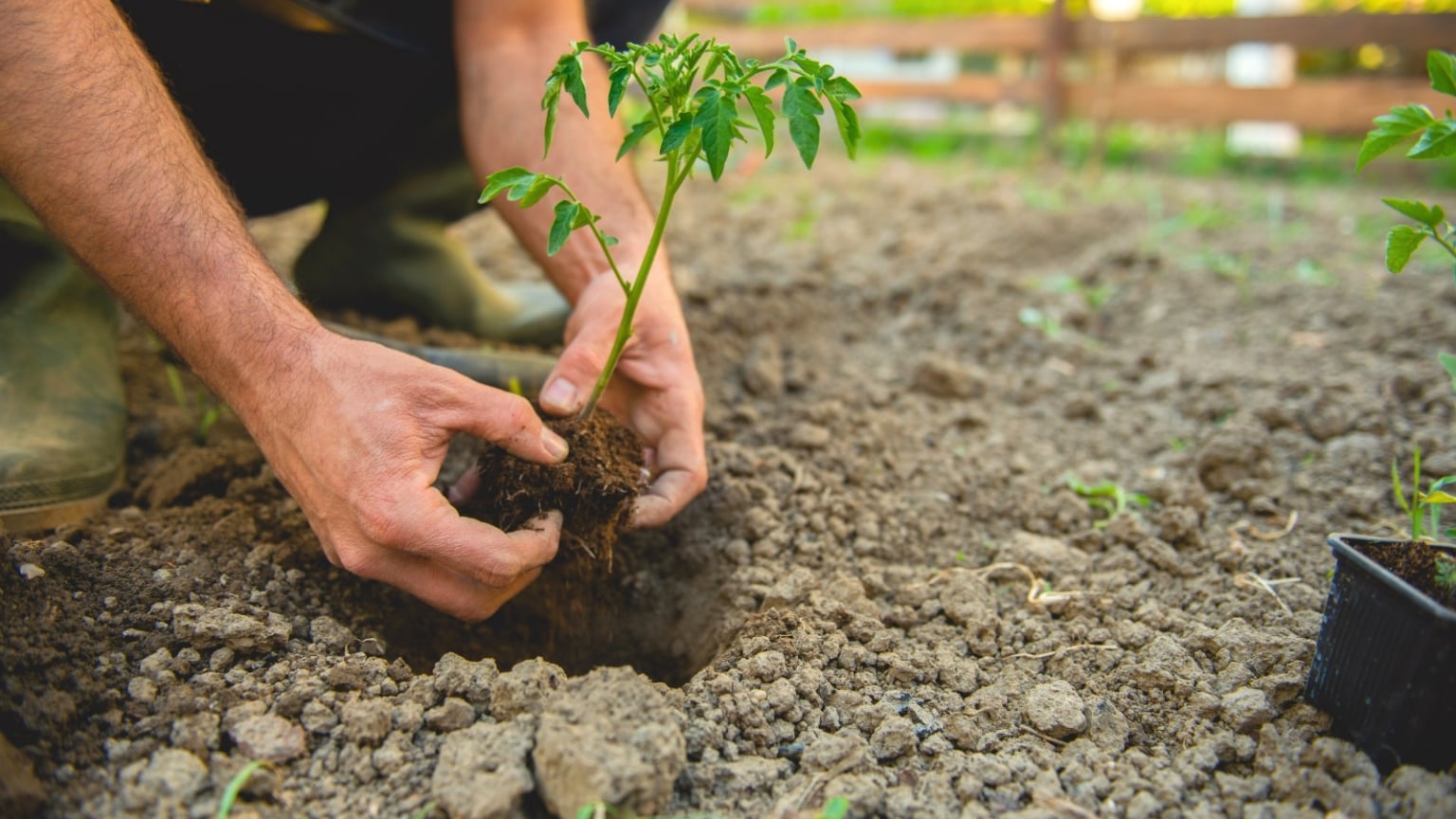 How Deep Should You Plant Tomatoes?