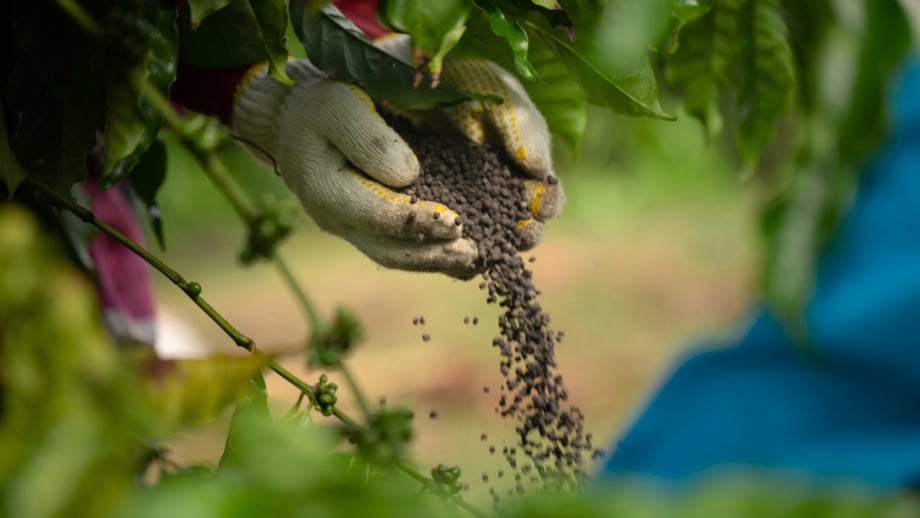 How to Plant, Grow, and Care for Arabica Coffee Plants