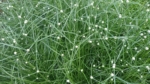 29+ Ornamental Grasses and How To Grow Them