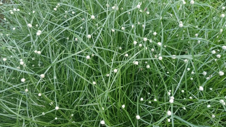 21 Plants that Thrive in Wet Soil