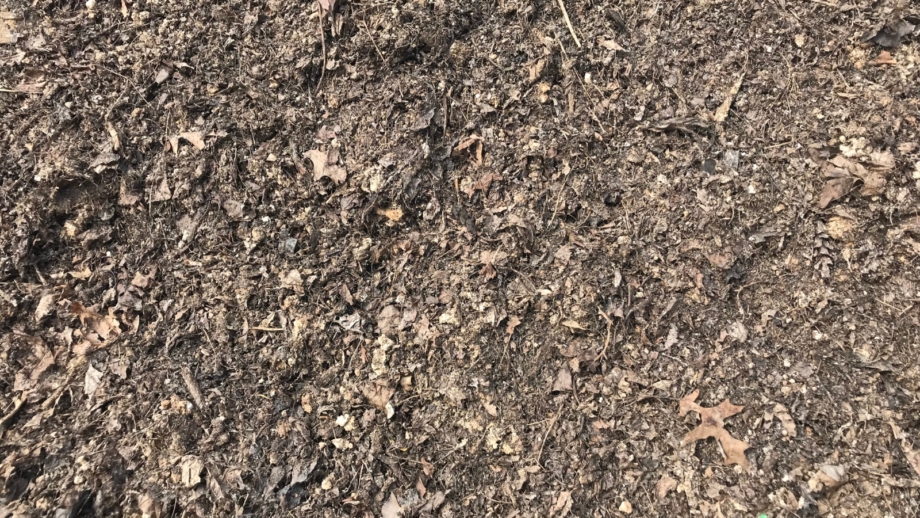 How to Plant, Grow, and Care for Mountain Mint