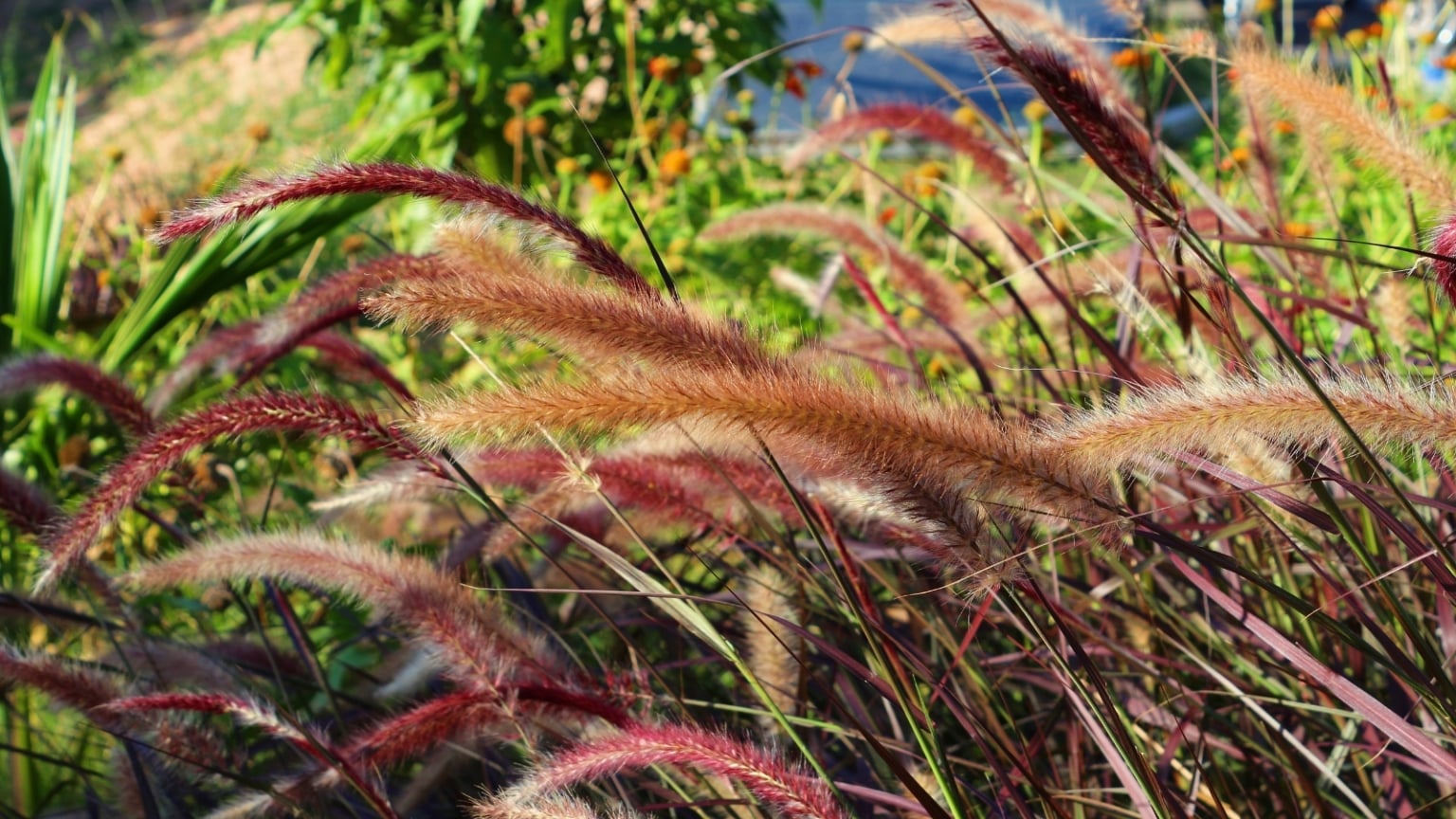 How to Plant, Grow, and Care for Purple Fountain Grass