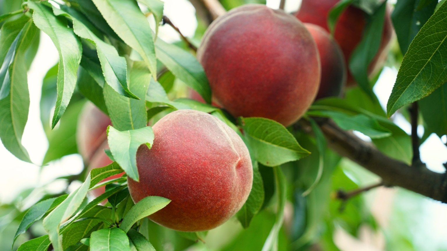 What’s the Difference Between Freestone and Clingstone Peaches?