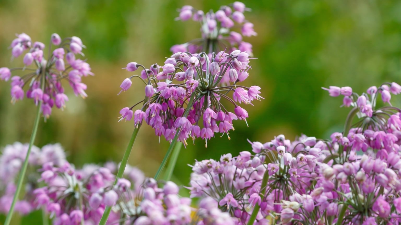 How to Plant, Grow, and Care for Nodding Onion Plants