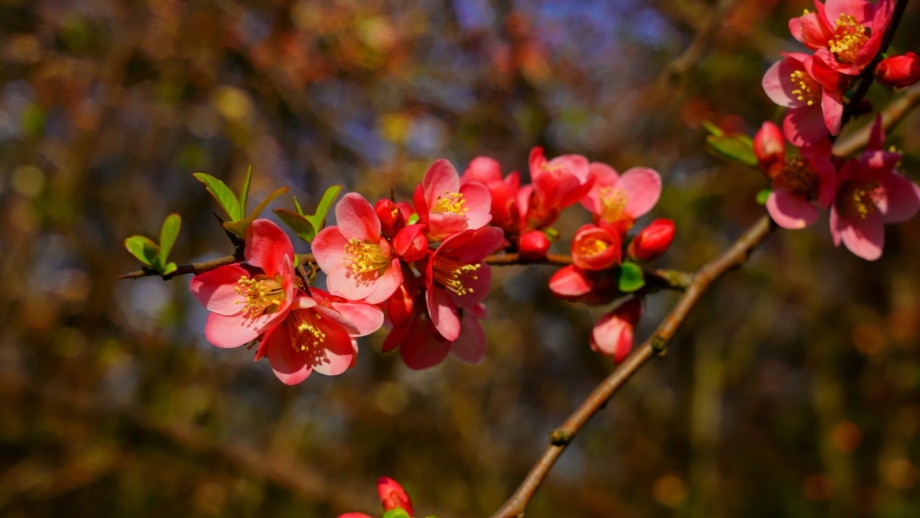 17 Best Shrubs for the Cut Flower Garden