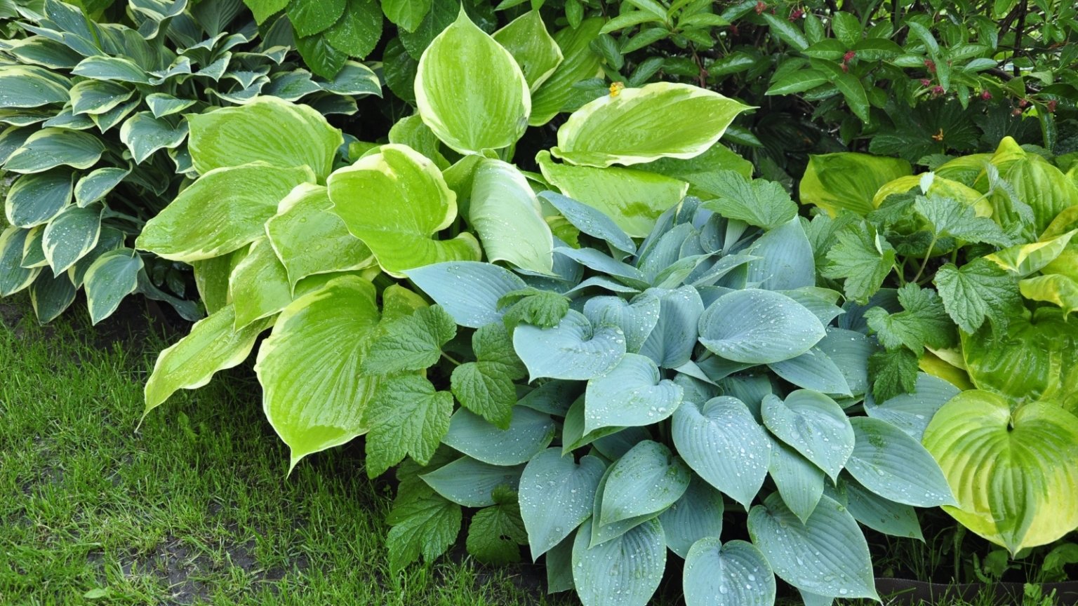 21 Giant Hostas for Your Shade Garden