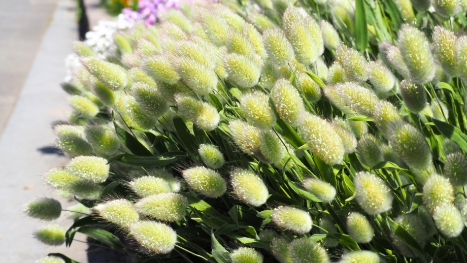 How to Plant, Grow, and Care for 'Bunny Tails' Grass