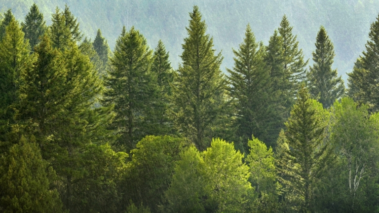 Pine Tree Growth Rates: How Fast do Pine Trees Grow?