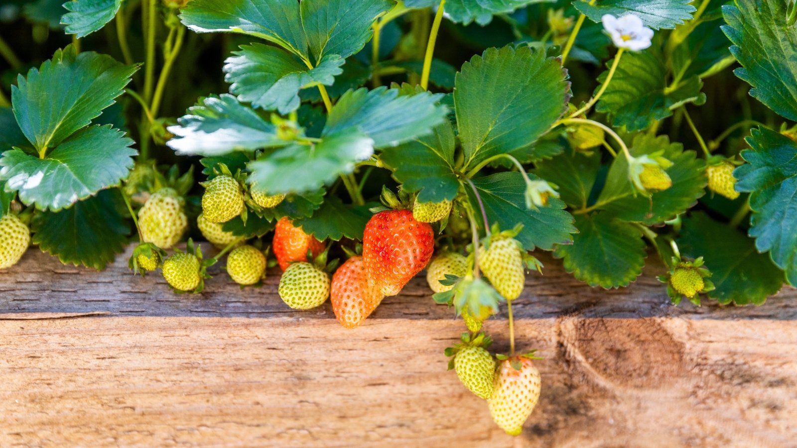 9 Berry Bushes That Thrive in Raised Beds