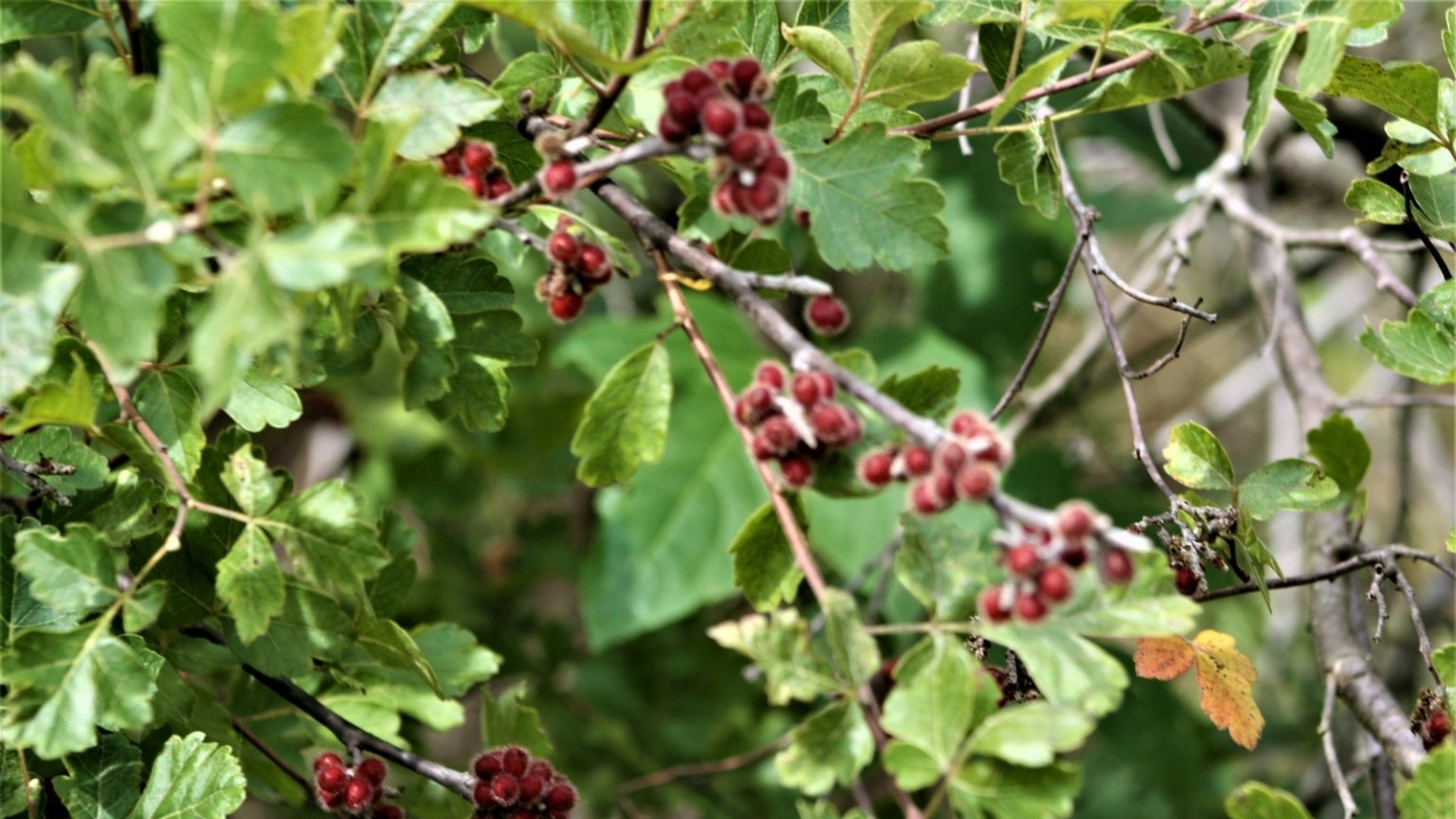 17 Best North American Native Shrubs For Your Garden