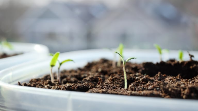 How to Plant, Grow, and Care for 'Chocolate Sprinkles' Tomatoes