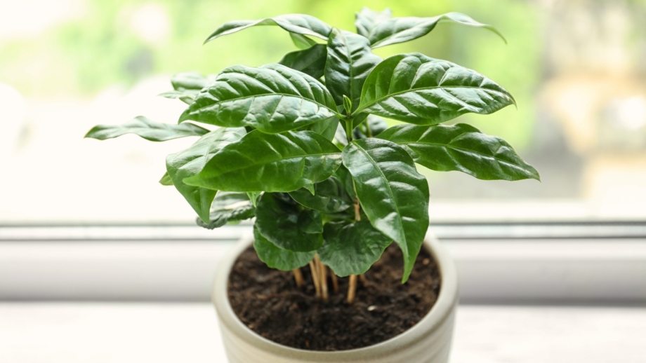How to Plant, Grow, and Care for Coffee Plants