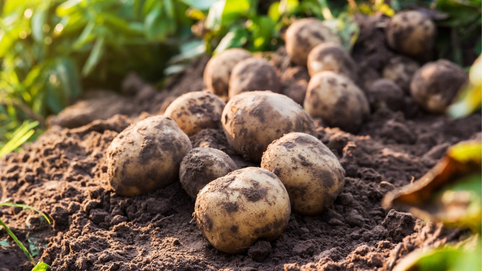 31 Potato Varieties To Plant This Year