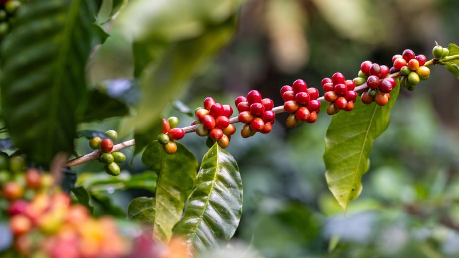 How to Plant, Grow, and Care for Arabica Coffee Plants