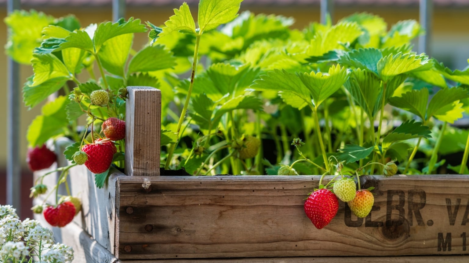27 Easy-to-Grow Vegetables for Raised Beds