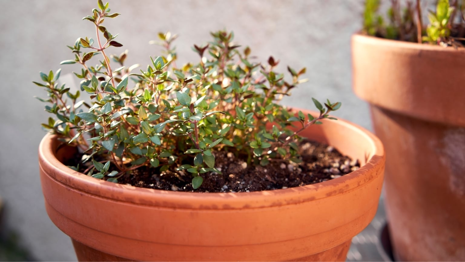 How to Plant, Grow, and Care for English Thyme