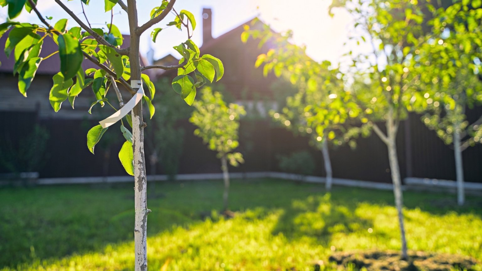 How to Start Your Own Mini Backyard Orchard