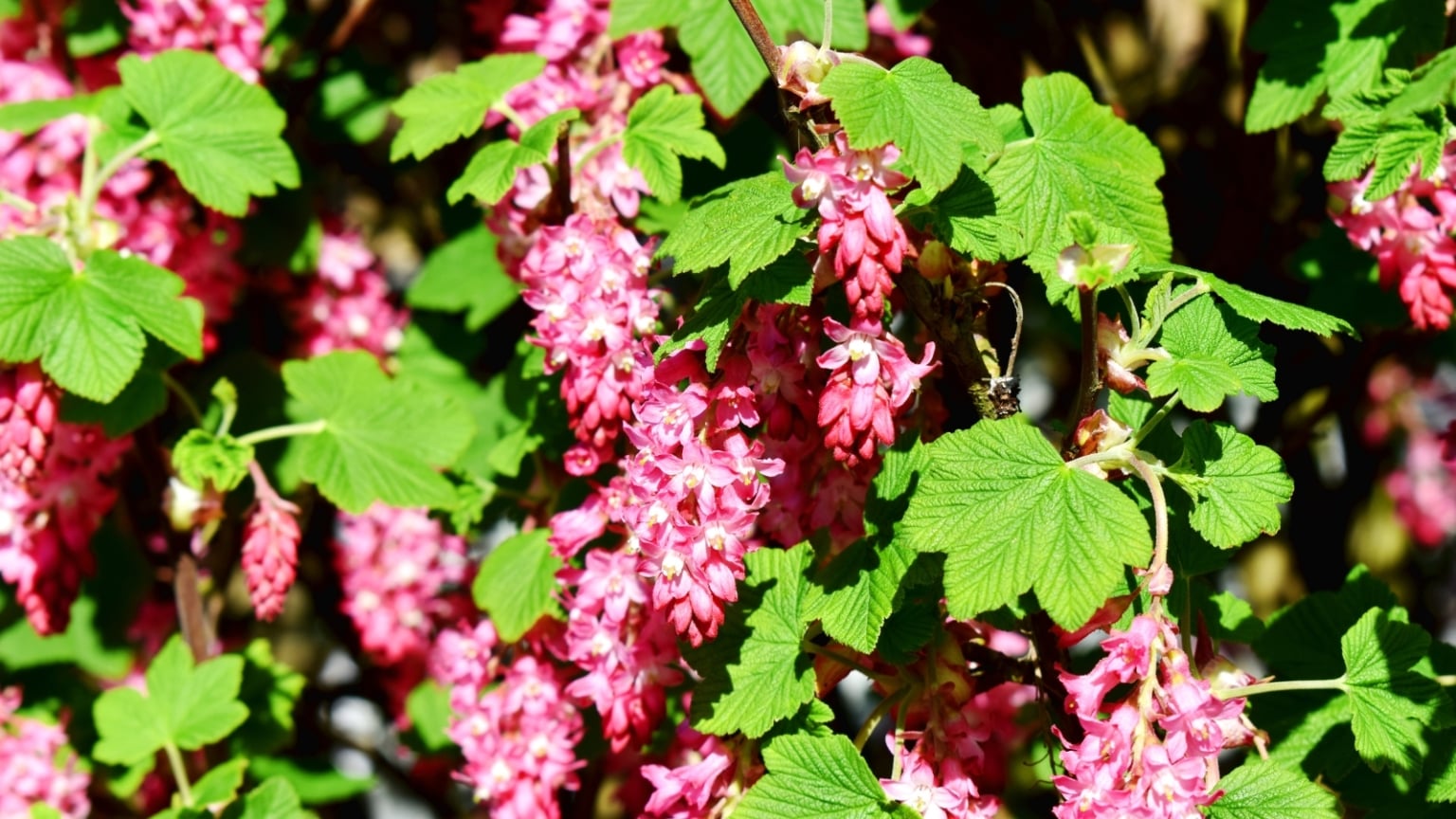17 Best North American Native Shrubs For Your Garden