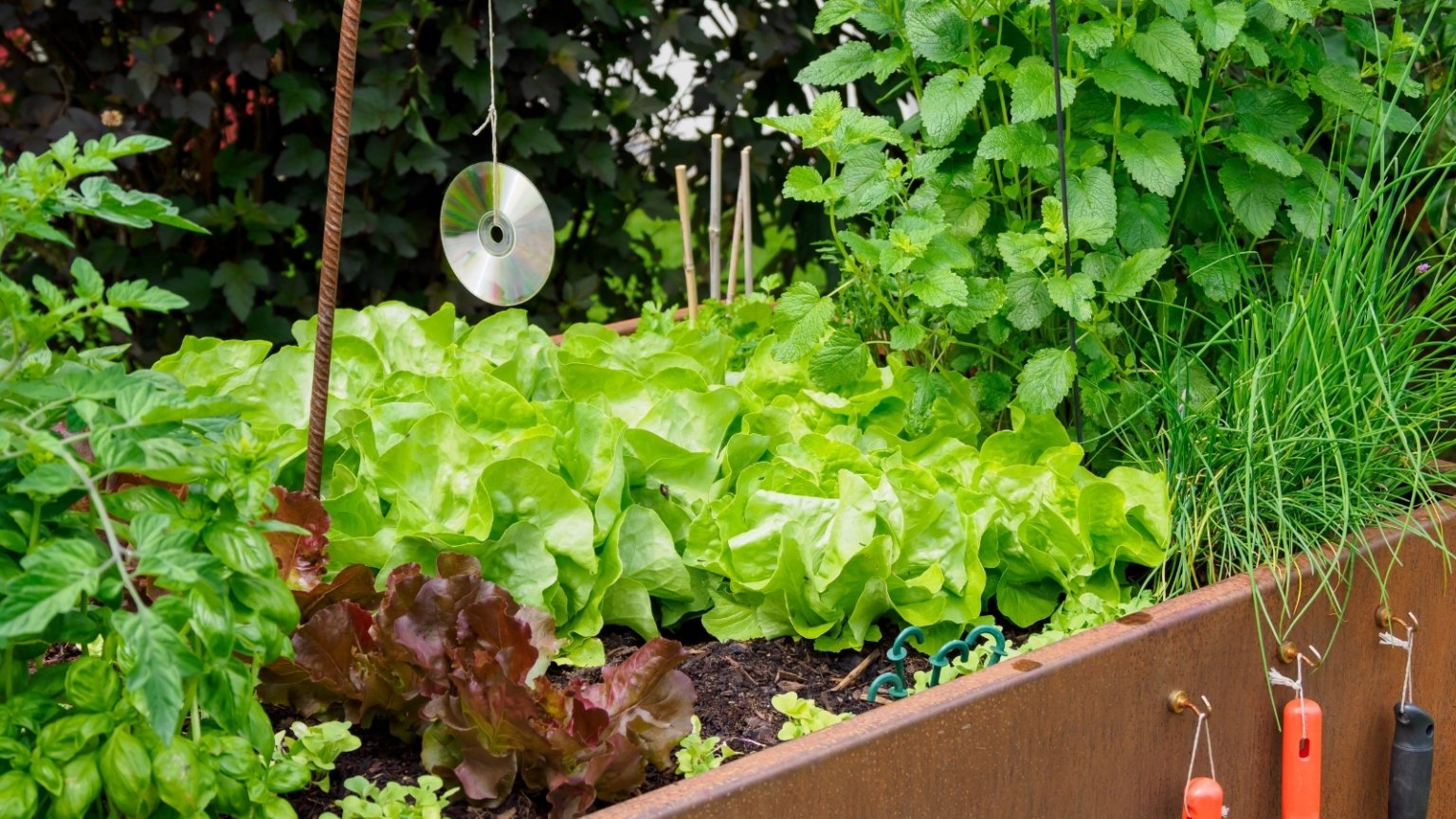 13 Raised Bed Garden Design Ideas