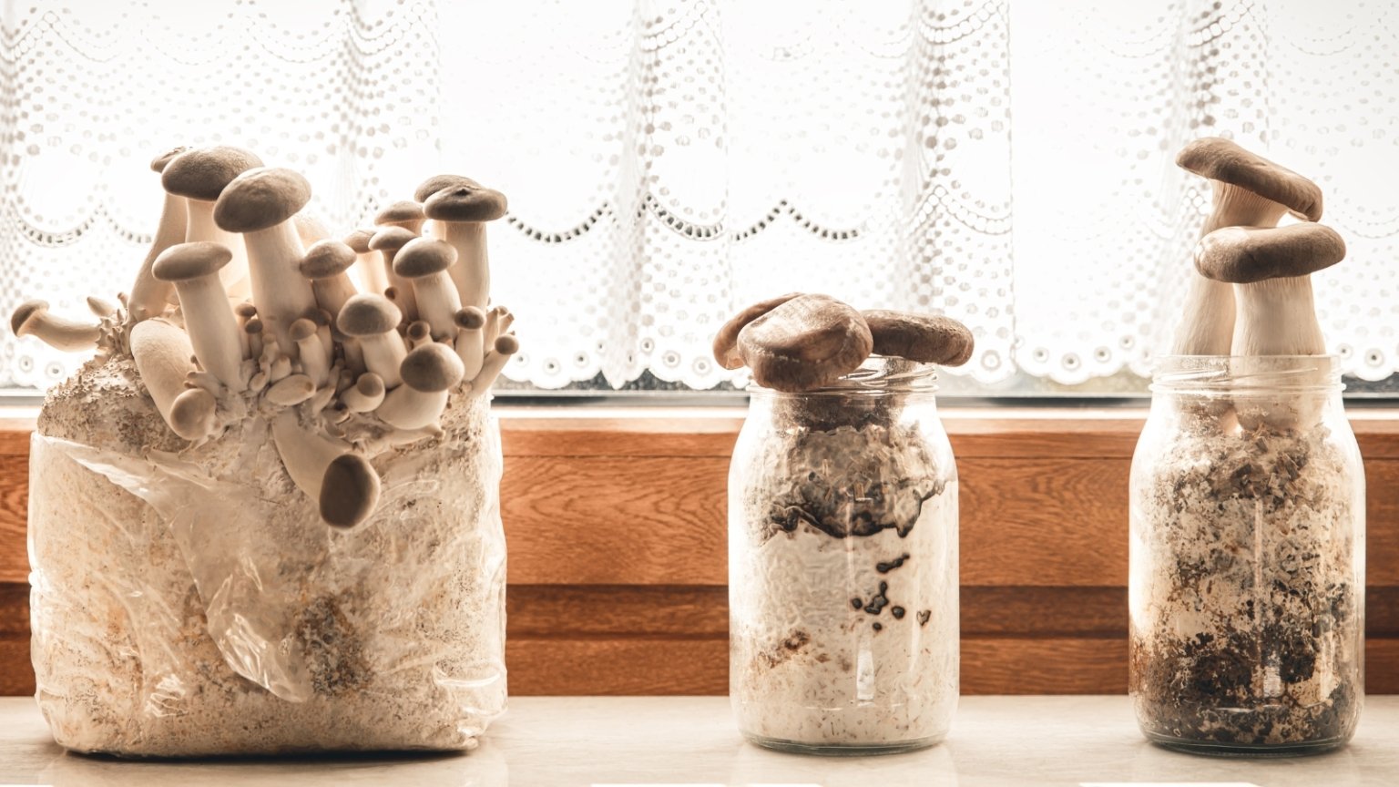 How to Grow Mushrooms at Home: A Beginner's Guide