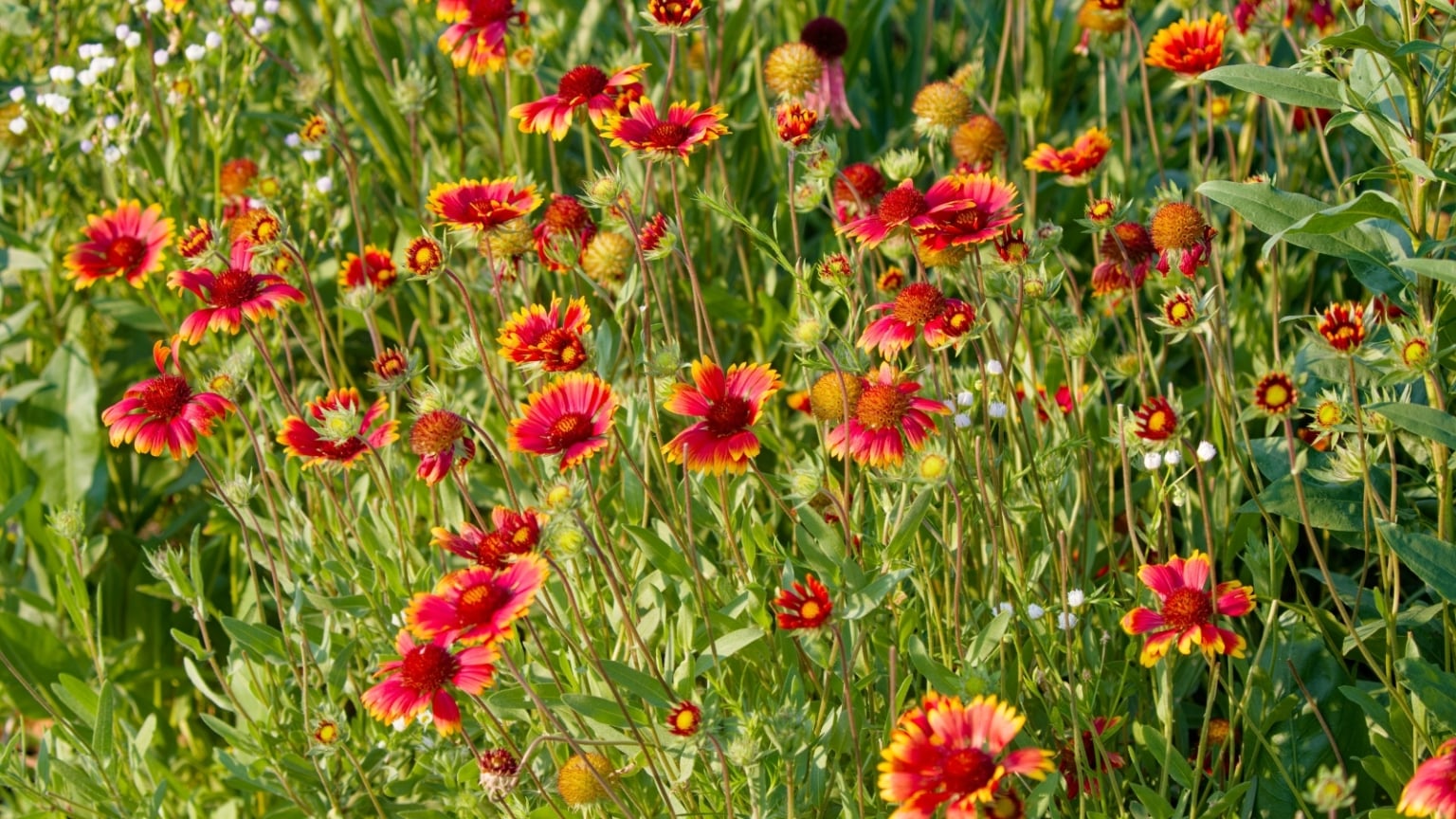 21 Flowers to Plant in June
